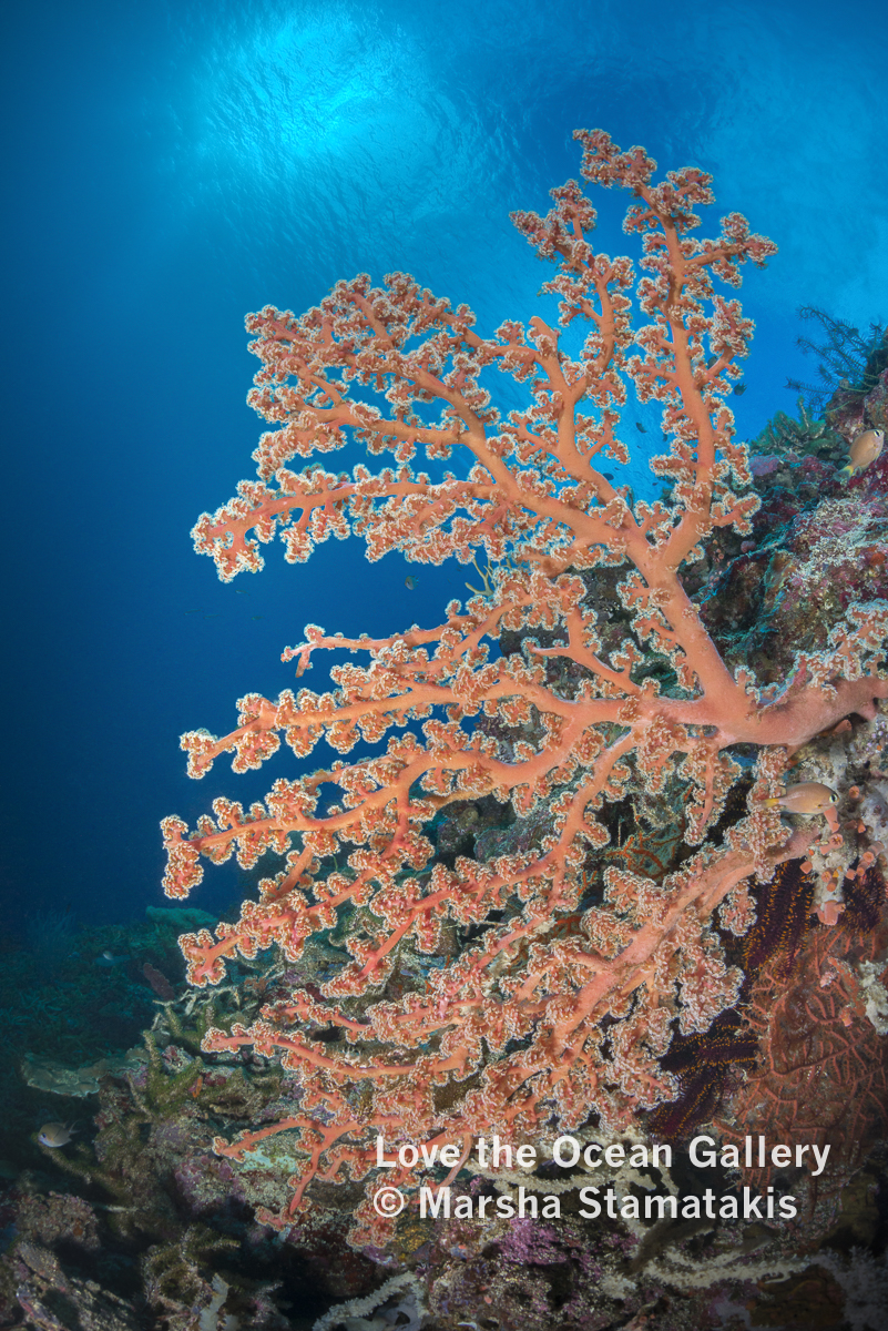 Coral Lace, Love the Ocean Gallery