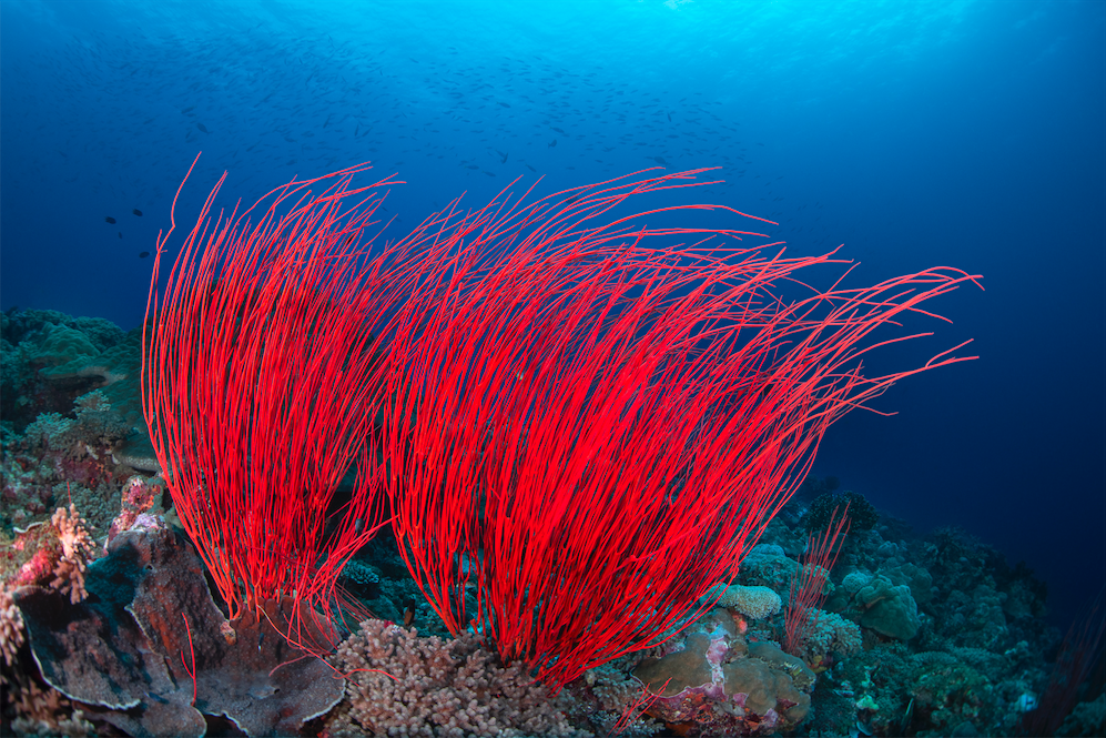 Red Sea Whips, Love the Ocean Gallery