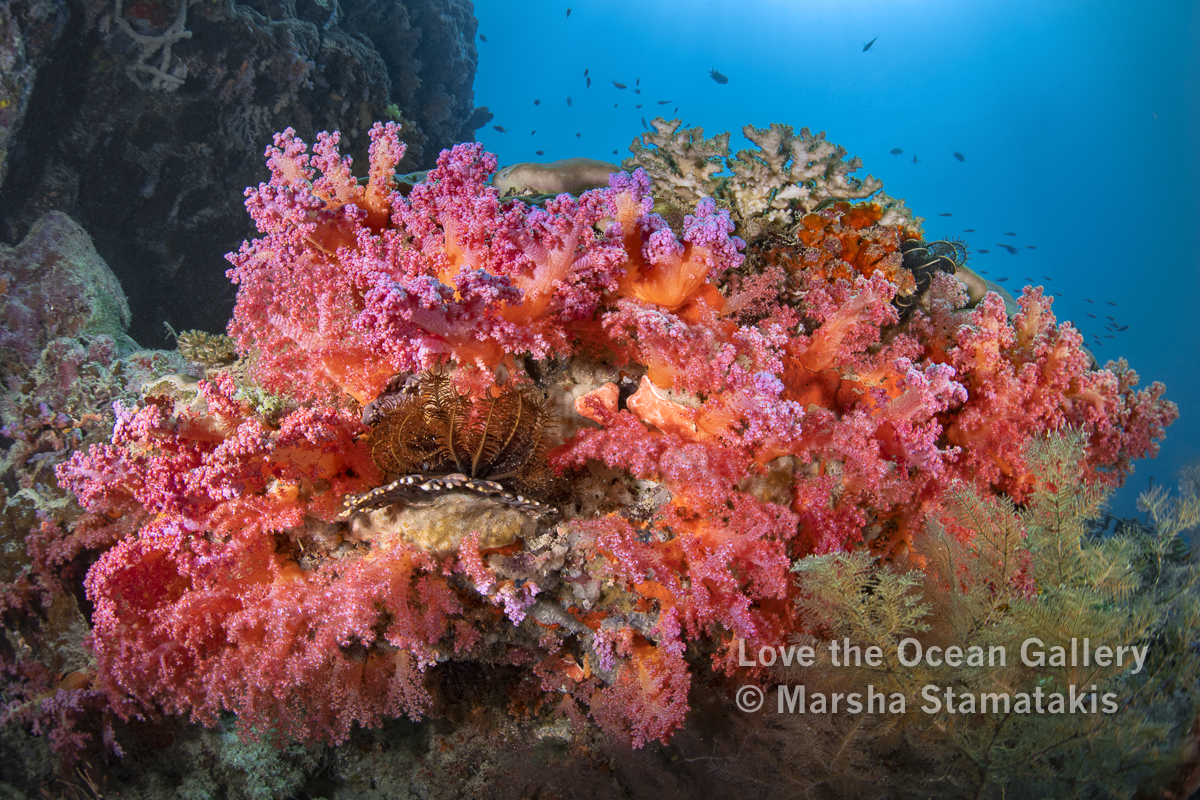 Soft Corals, Love the Ocean Gallery