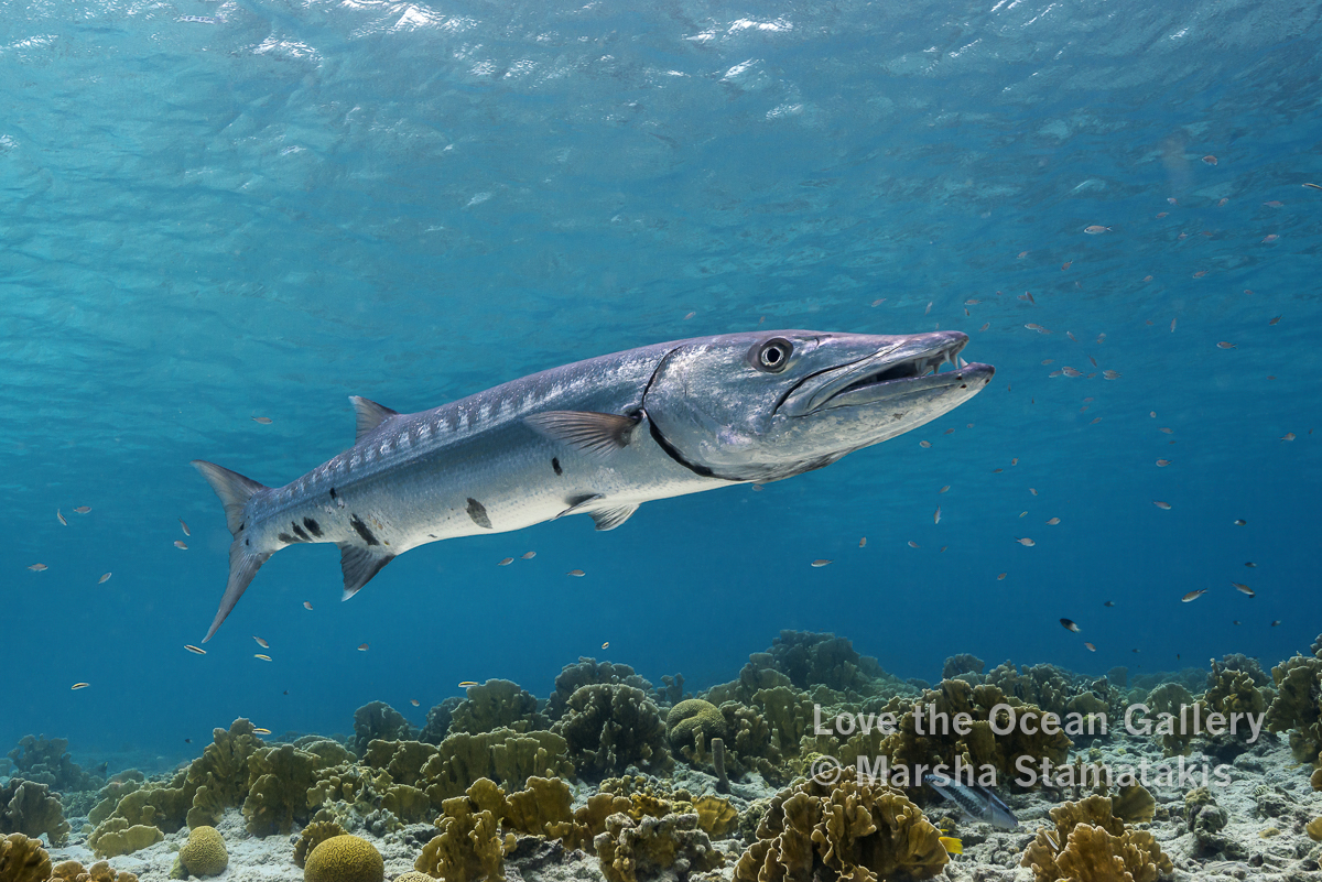 Toothy Grin, Love the Ocean Gallery