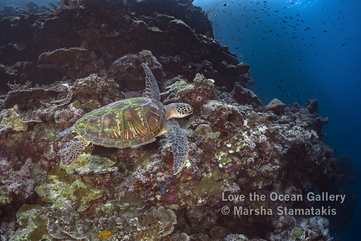 Turtle Town, Love the Ocean Gallery